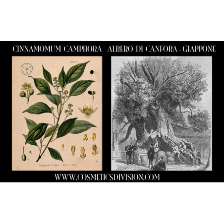 RESINA NATURALE DI CANFORA (BORNEOL CAMPHOR - DRYOBALANOPS AROMATICA)